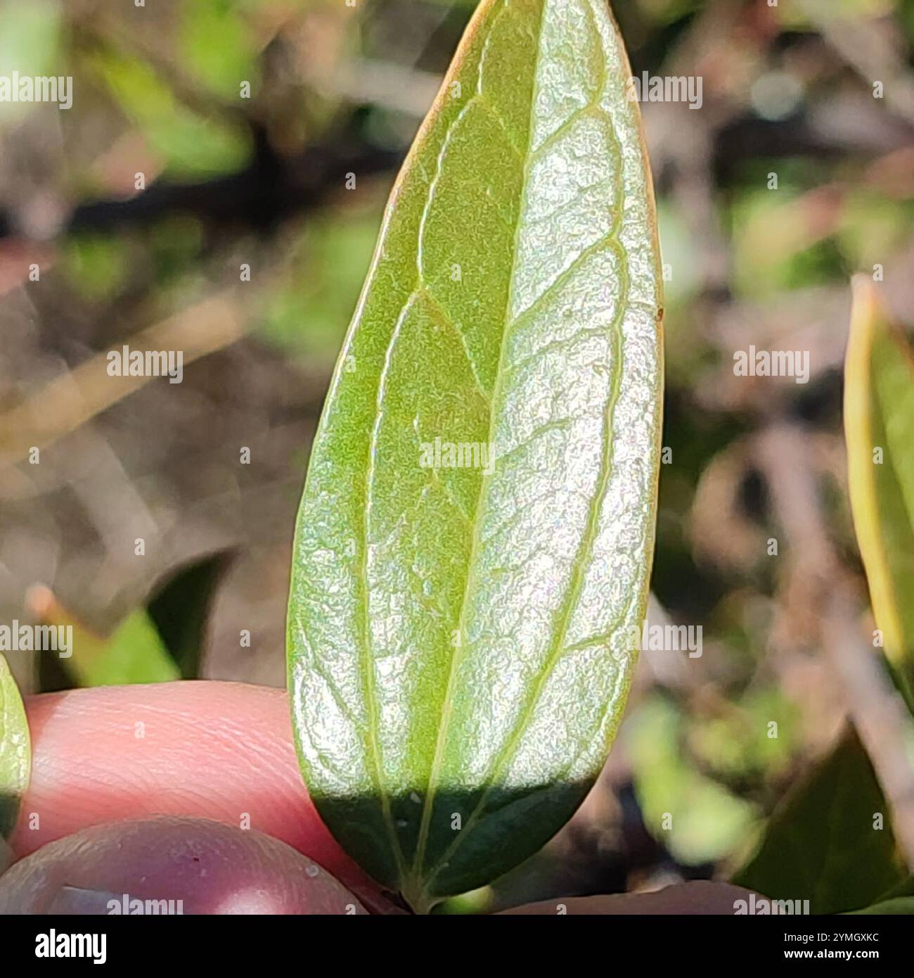 ink plant (Coriaria myrtifolia Stock Photo - Alamy