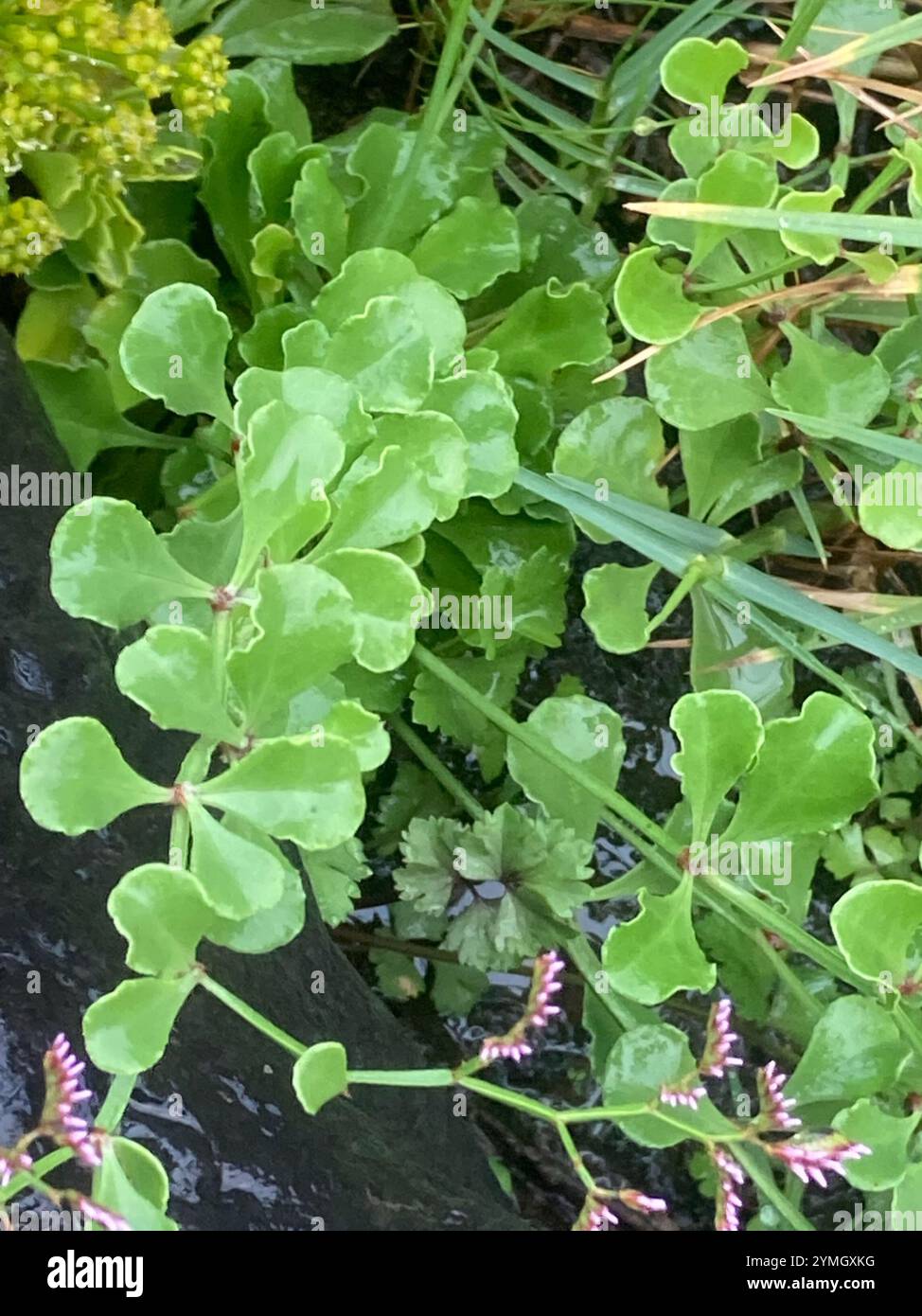 Limonium pectinatum hi-res stock photography and images - Alamy