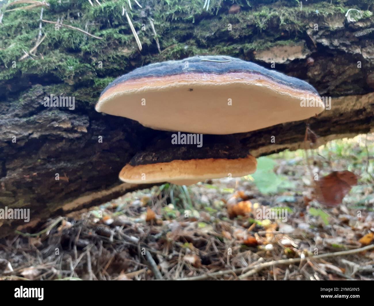Red-banded Polypore (Fomitopsis pinicola Stock Photo - Alamy