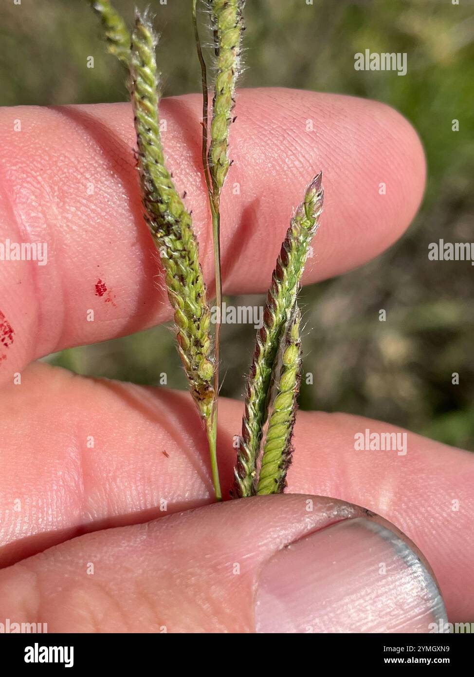 Vasey Grass (Paspalum urvillei Stock Photo - Alamy
