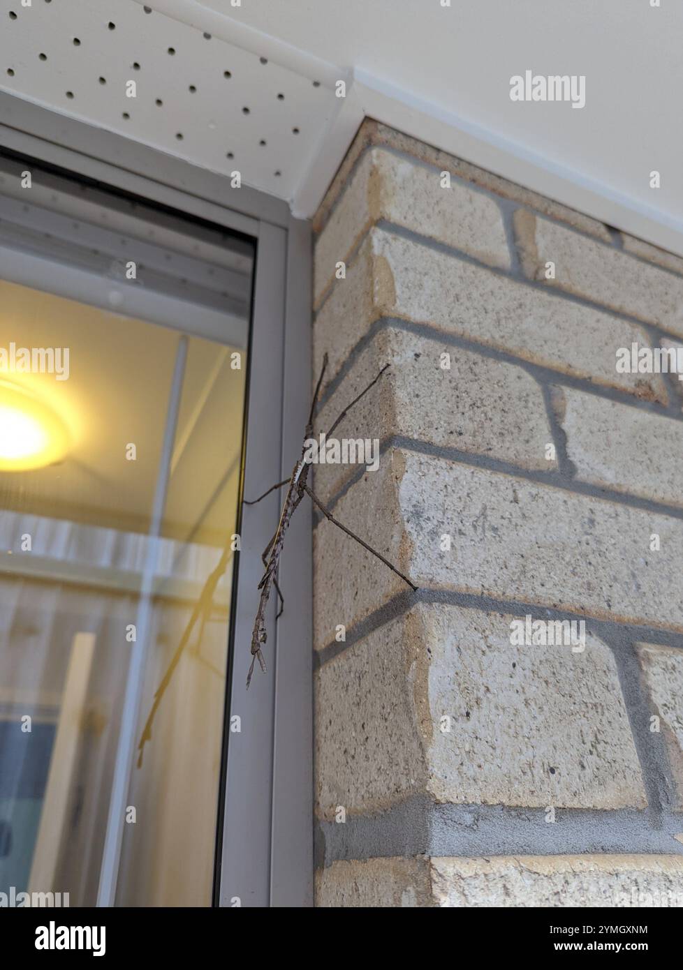 Titan Stick Insect (Acrophylla titan Stock Photo - Alamy