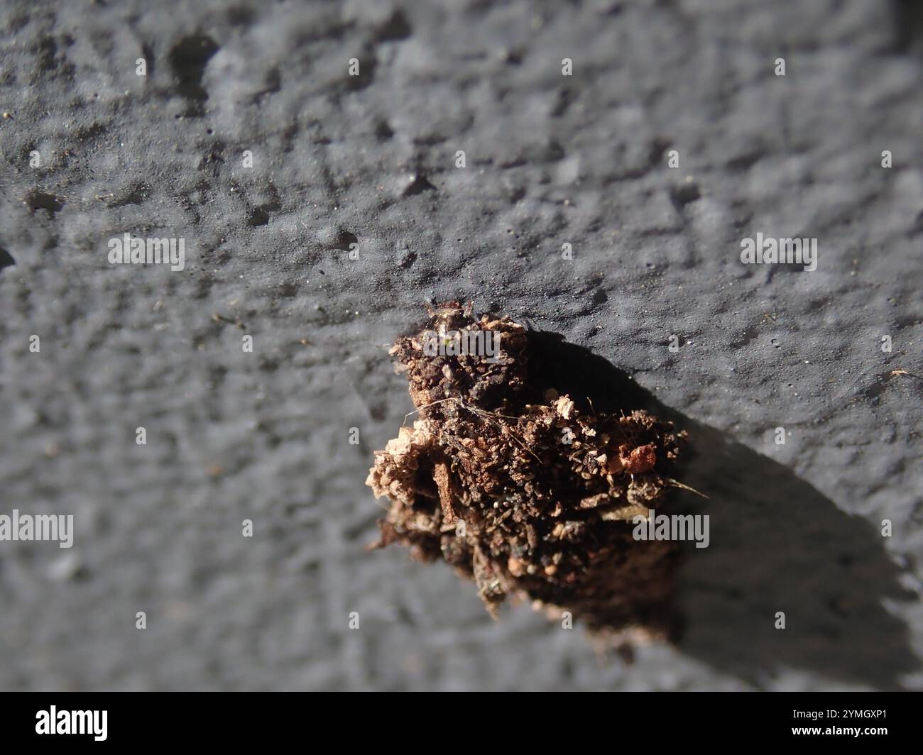 Australian bag moth (Cebysa leucotelus Stock Photo - Alamy