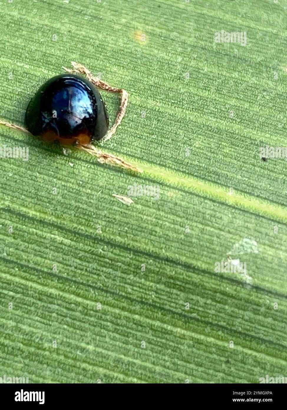 Chilocorus hi-res stock photography and images - Alamy
