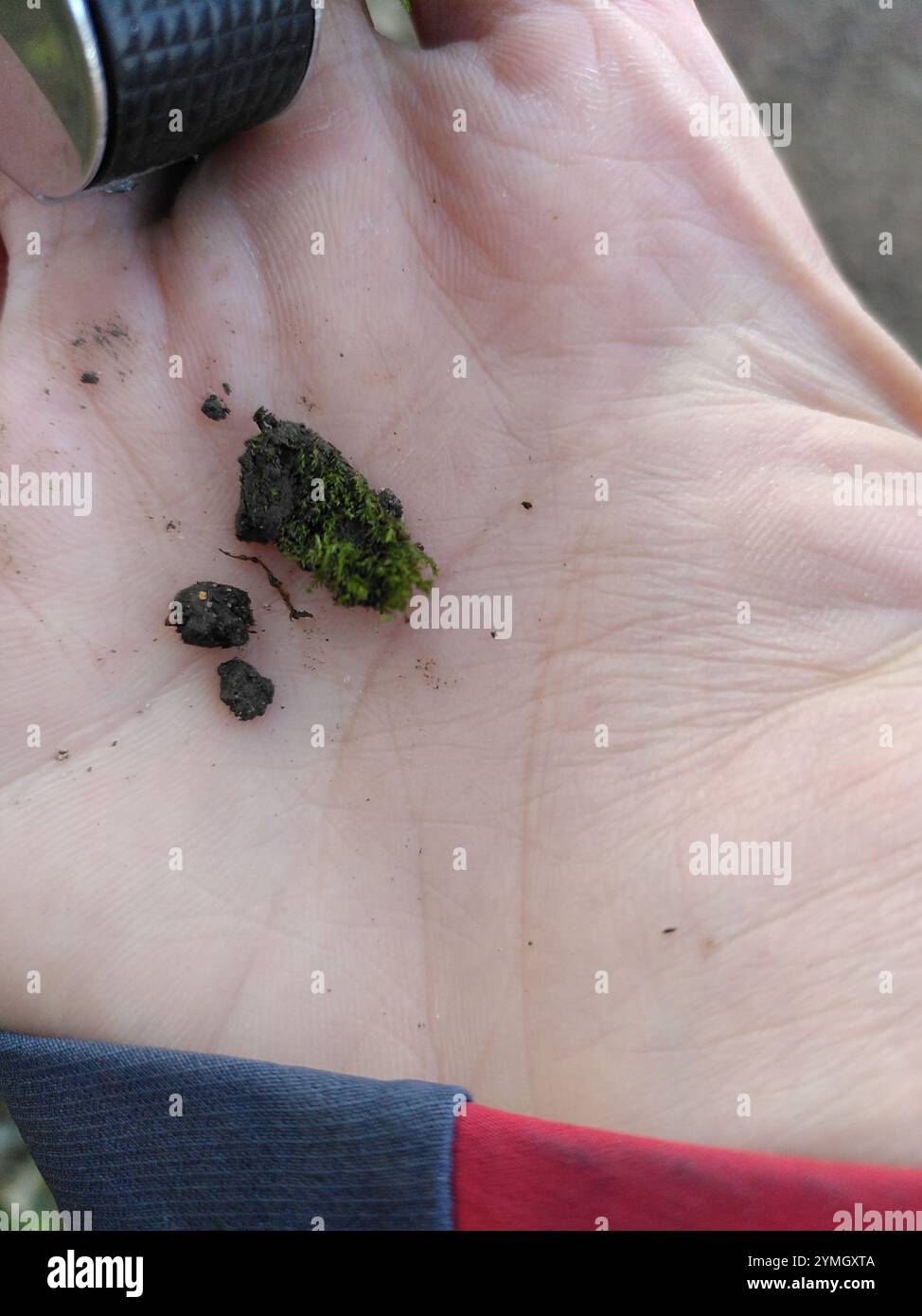 Black-toothed Nodding Moss (Pohlia melanodon Stock Photo - Alamy