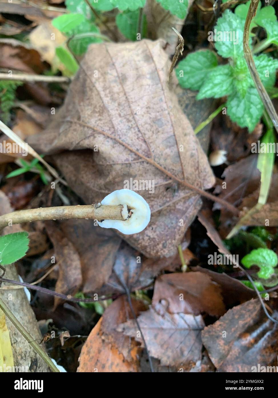 White Fibrecap (Inocybe geophylla Stock Photo - Alamy
