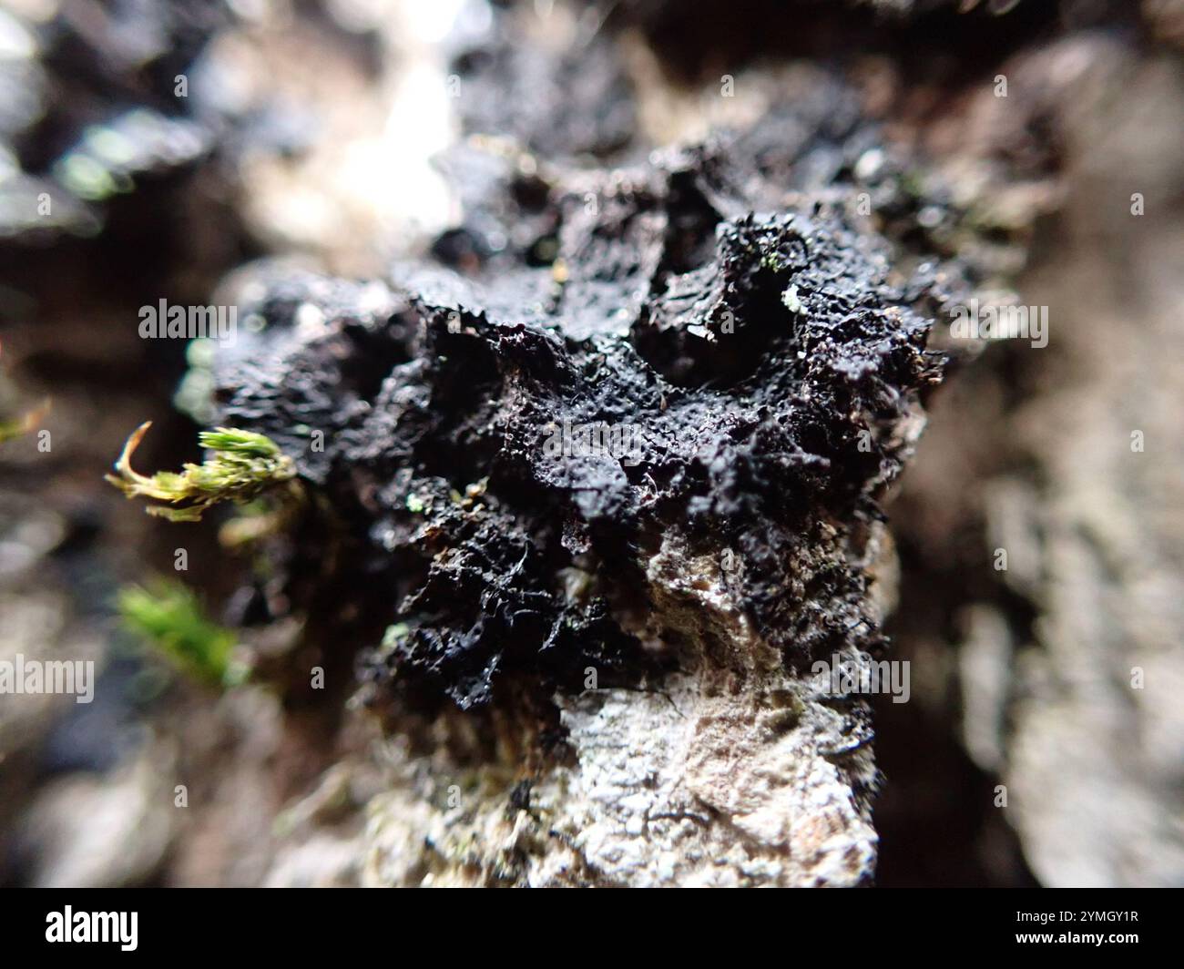 Ascomycete Fungi (Ascomycota Stock Photo - Alamy