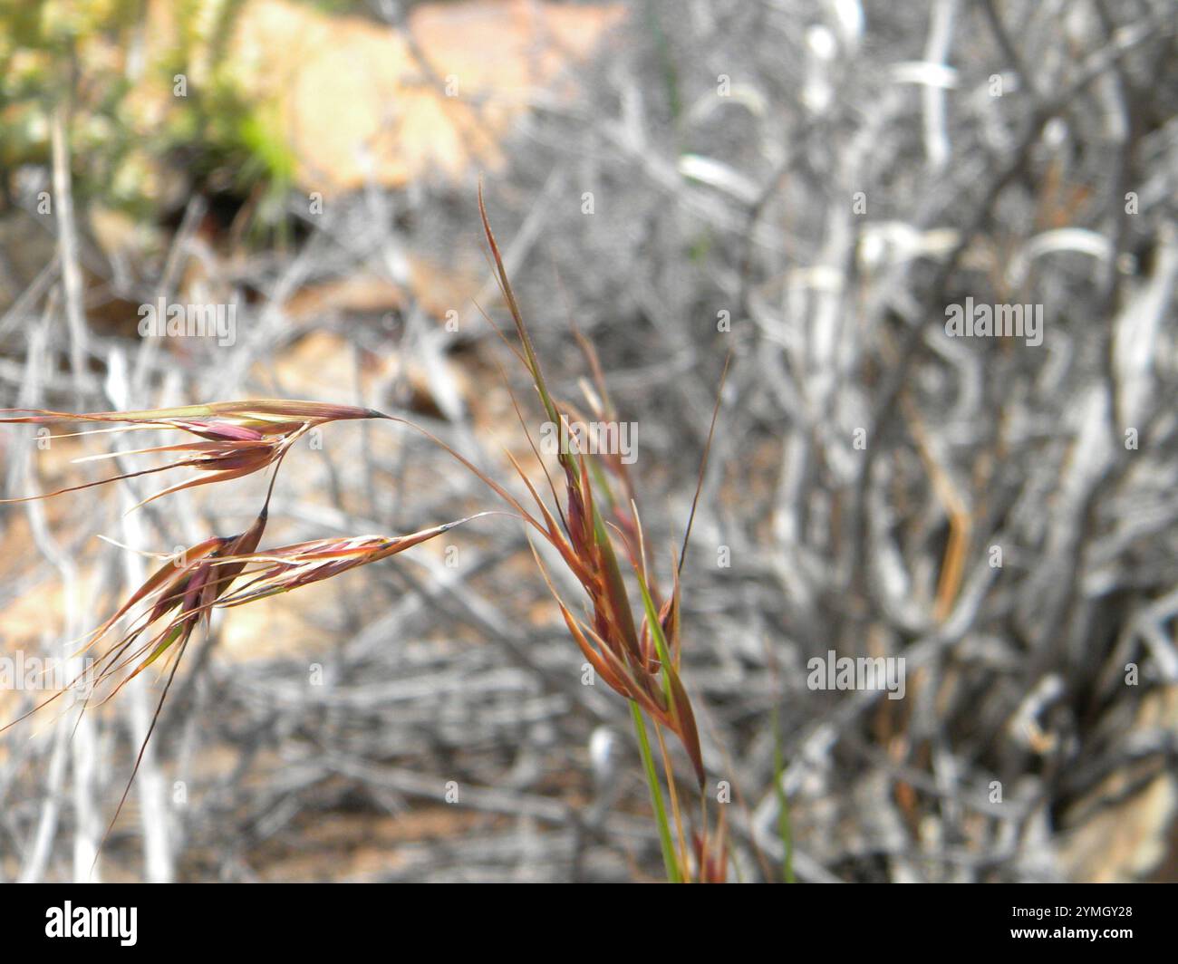 Kangaroo Grass (Themeda triandra Stock Photo - Alamy