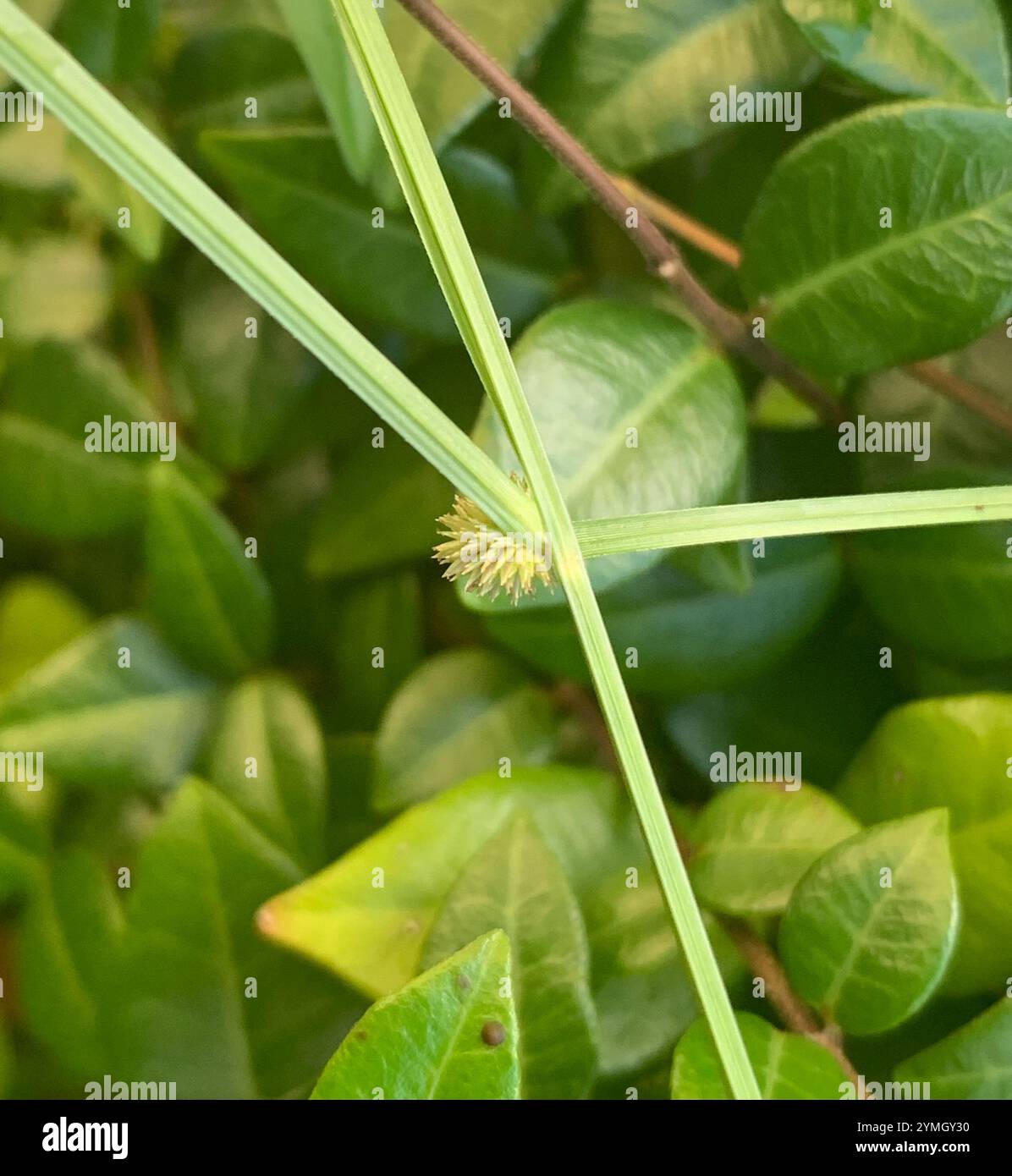 Shortleaf Spikesedge (Cyperus brevifolius Stock Photo - Alamy