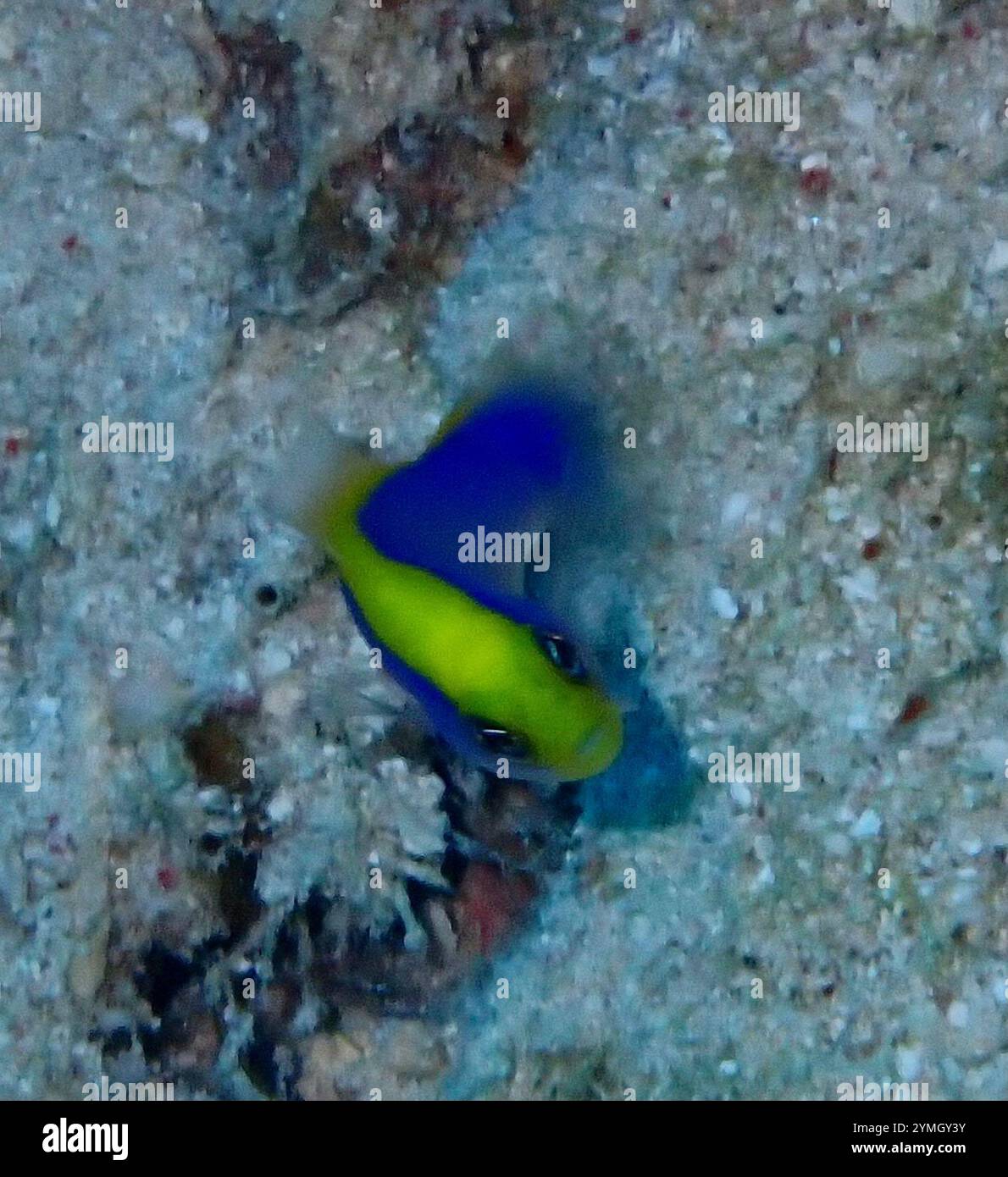 Sunrise Dottyback (Pseudochromis flavivertex Stock Photo - Alamy