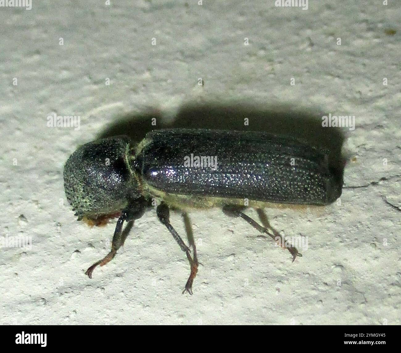 Auger Beetles (Bostrichidae Stock Photo - Alamy