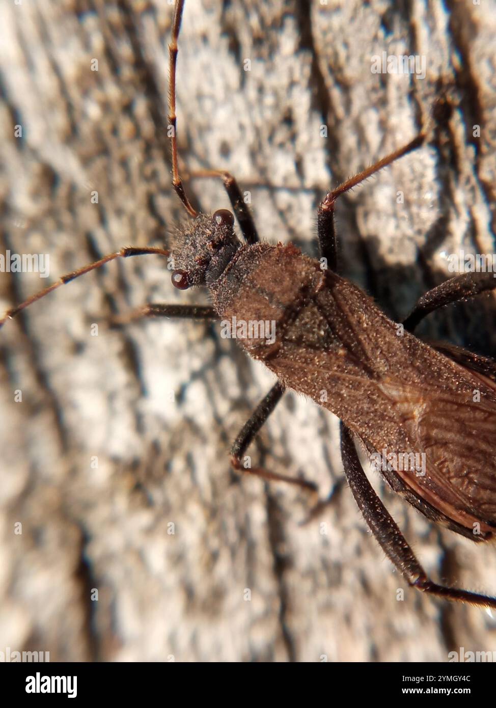 ant bug (Alydus calcaratus Stock Photo - Alamy