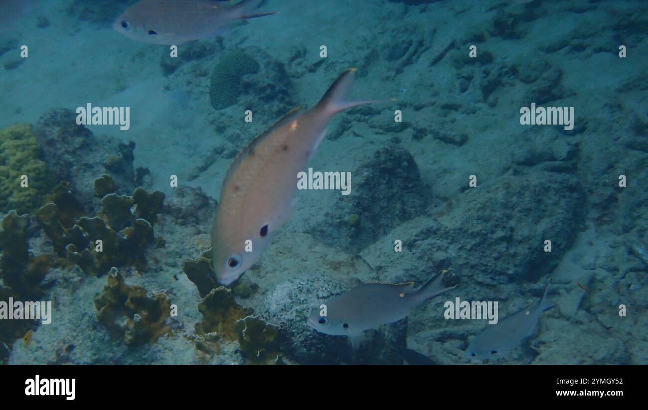 Brown chromis chromis multilineata hi-res stock photography and images ...