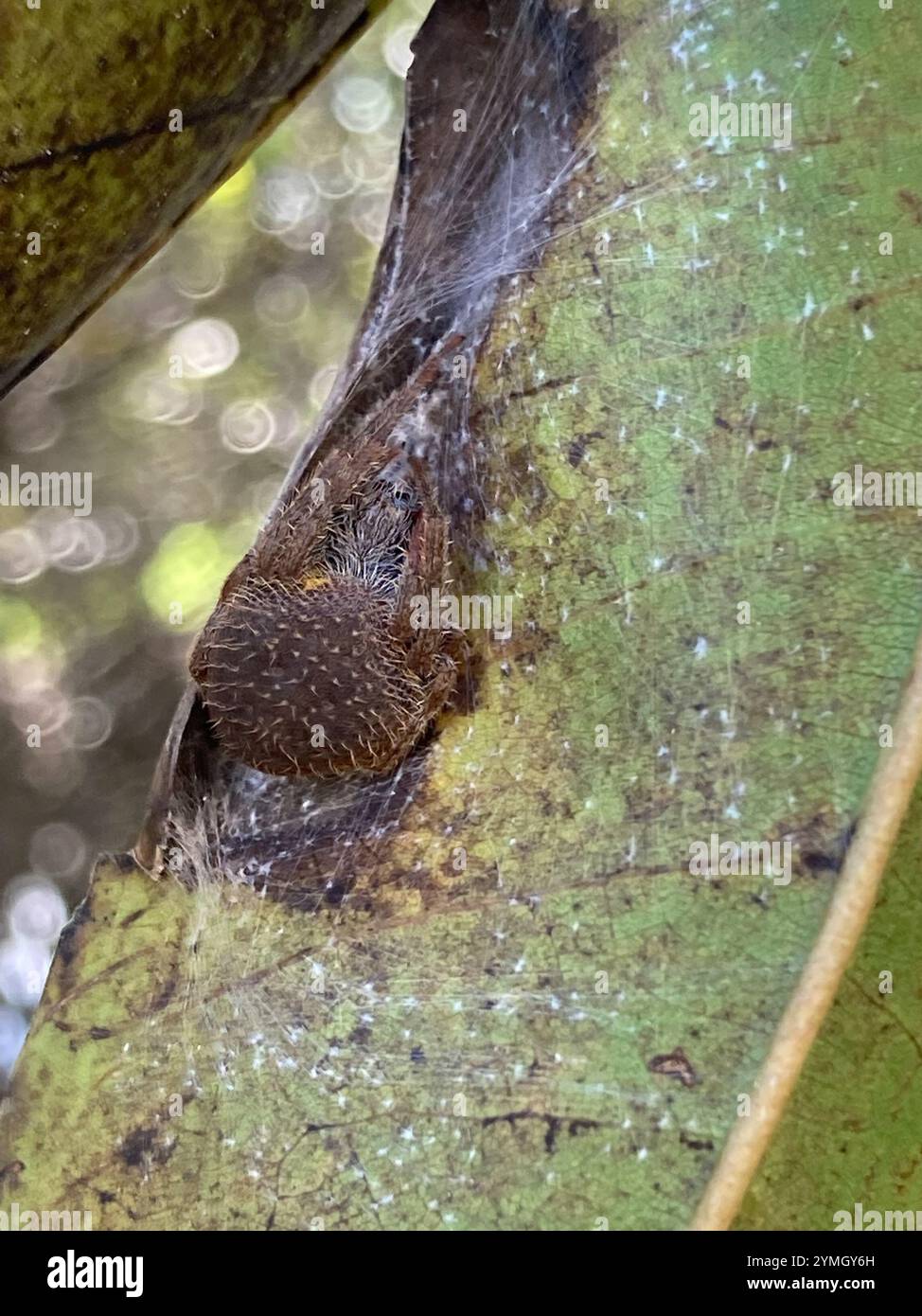 Tropical Orbweaver (Eriophora ravilla Stock Photo - Alamy