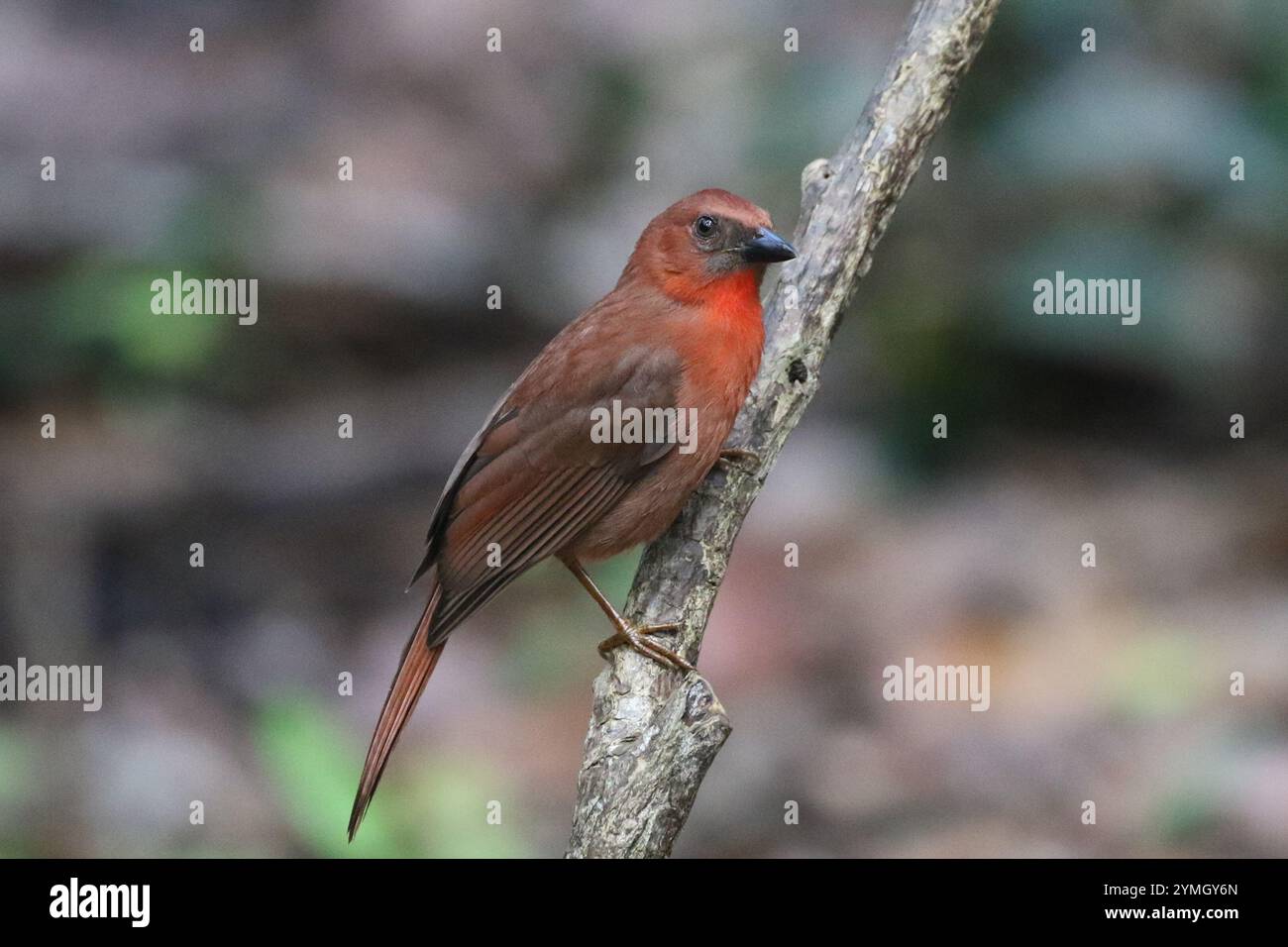 Red-throated Ant-Tanager (Driophlox fuscicauda Stock Photo - Alamy