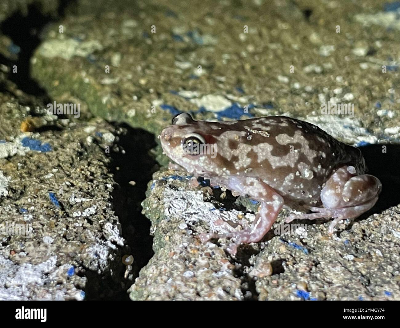 White-bellied pug-snout frog (Uperodon variegatus Stock Photo - Alamy