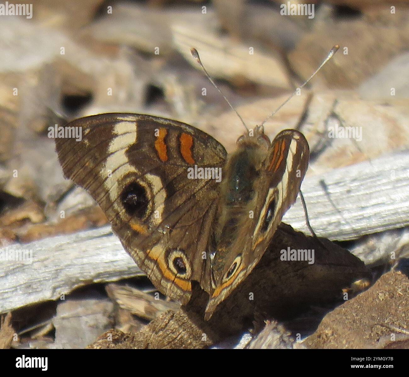 Junonia grisea hi-res stock photography and images - Alamy