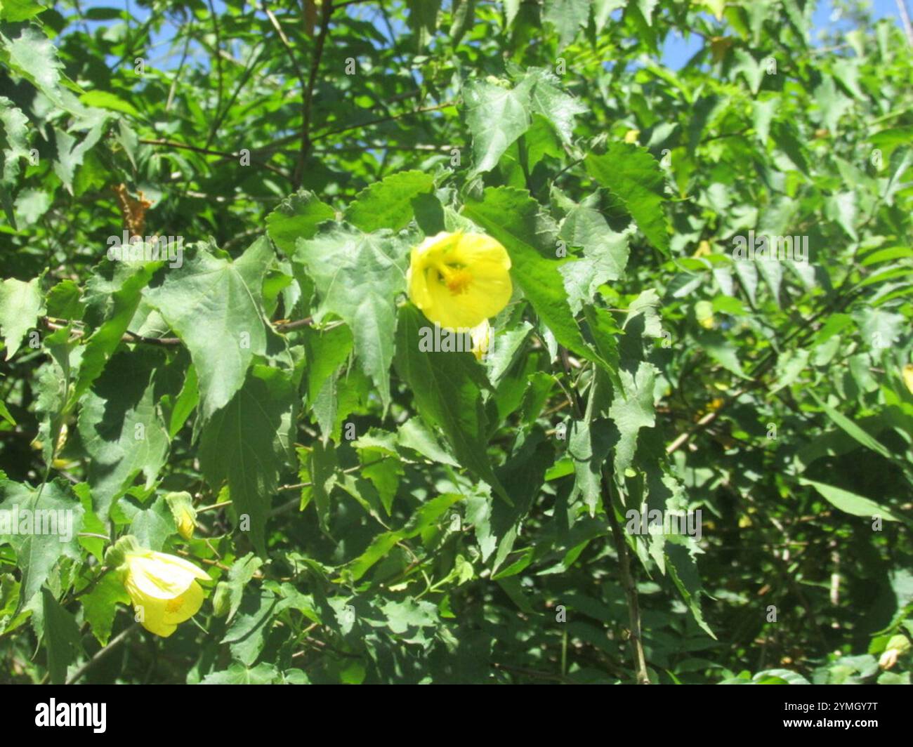 Mallow and Hibiscus Family (Malvaceae Stock Photo - Alamy