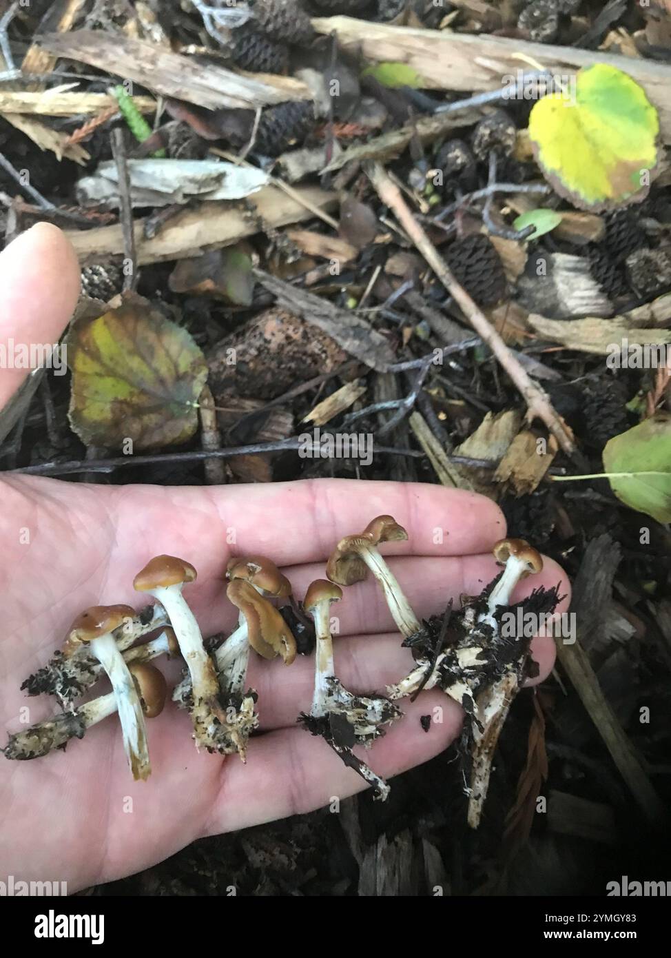 Wavy Cap (Psilocybe cyanescens Stock Photo - Alamy