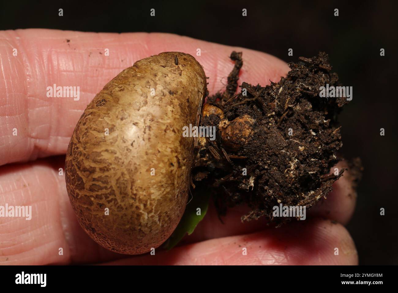common earthball (Scleroderma citrinum Stock Photo - Alamy