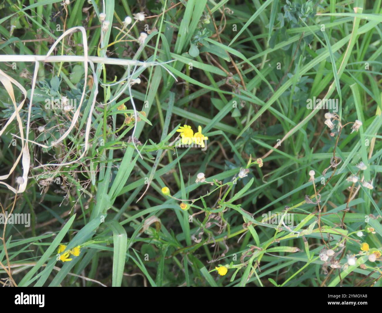 Madagascar Ragwort (Senecio madagascariensis Stock Photo - Alamy