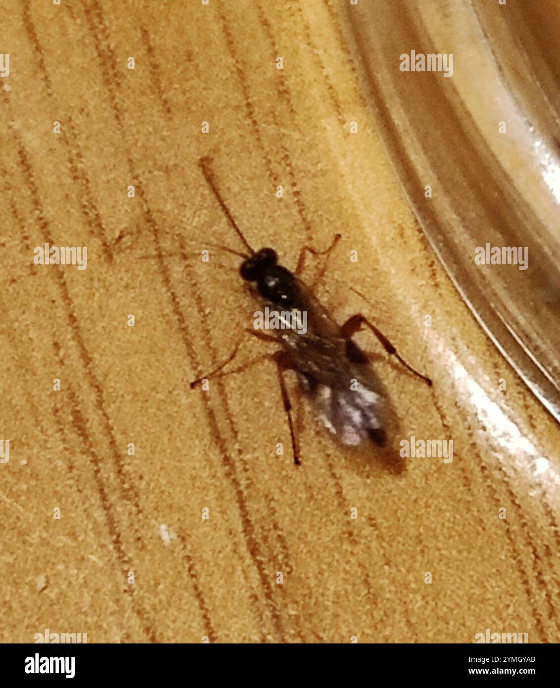 Ants, Bees, Wasps, and Sawflies (Hymenoptera Stock Photo - Alamy