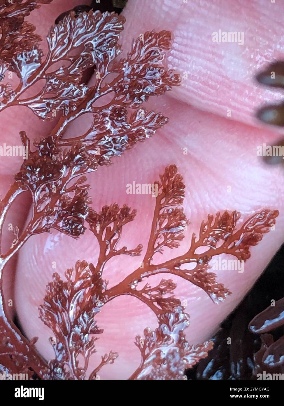 Microcladia hi-res stock photography and images - Alamy