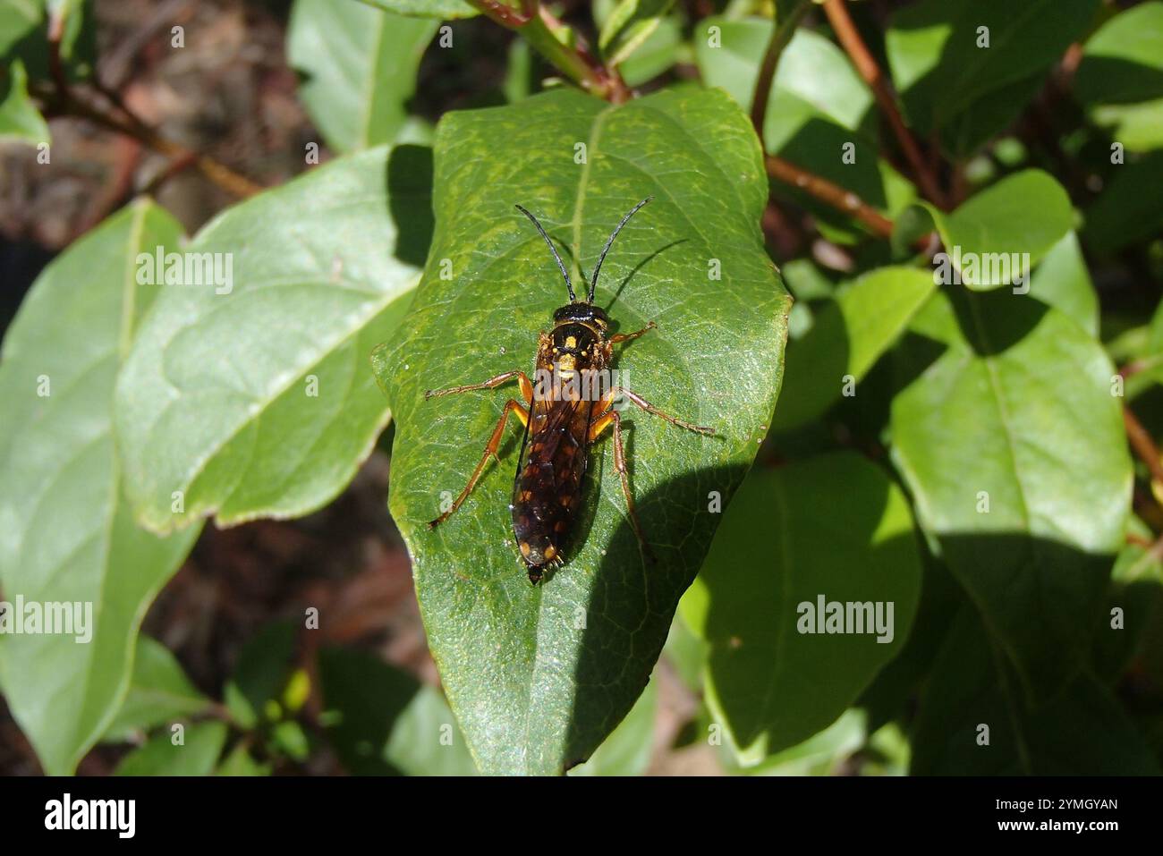 Ants, Bees, Wasps, and Sawflies (Hymenoptera Stock Photo - Alamy