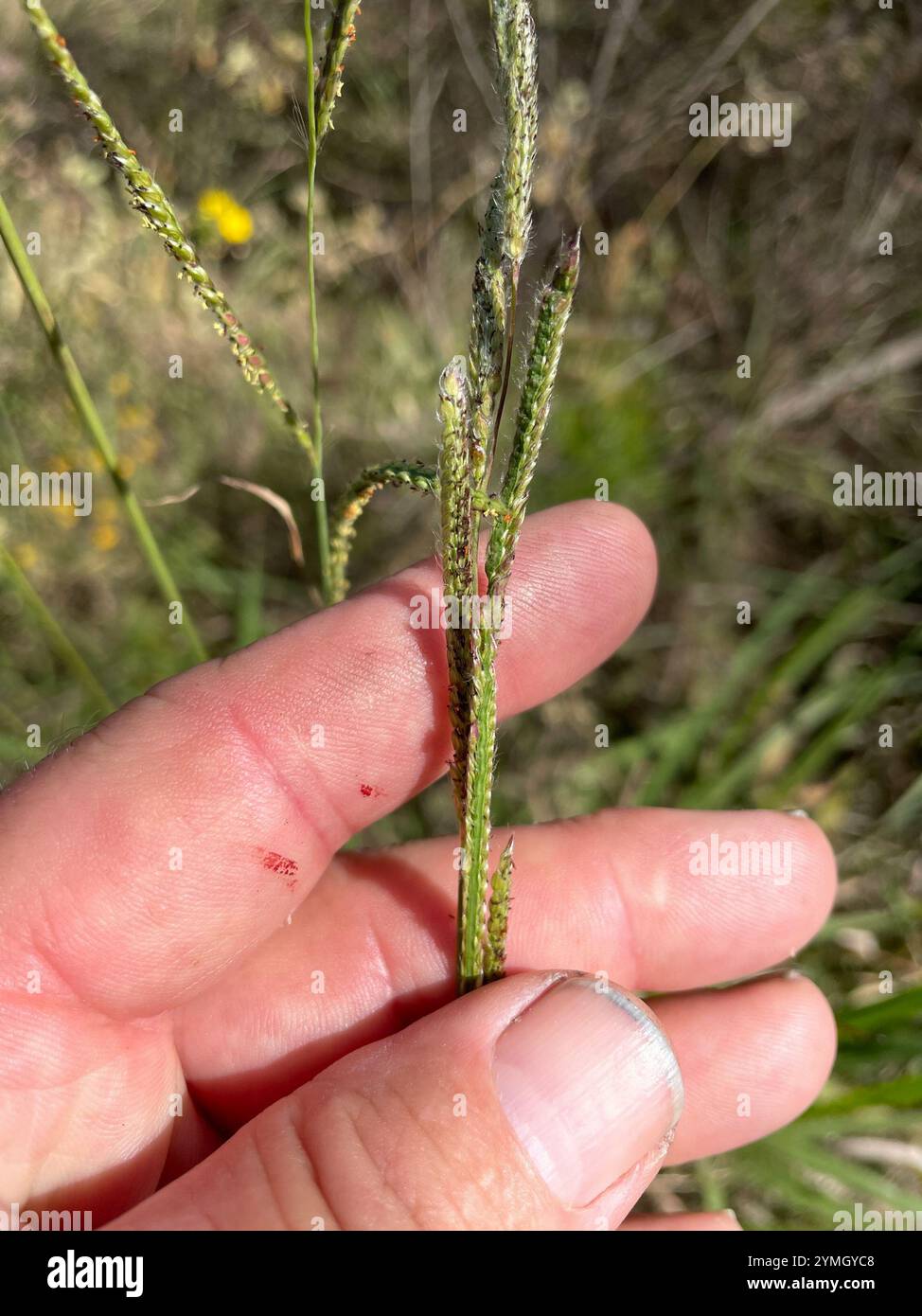 Vasey Grass (Paspalum urvillei Stock Photo - Alamy
