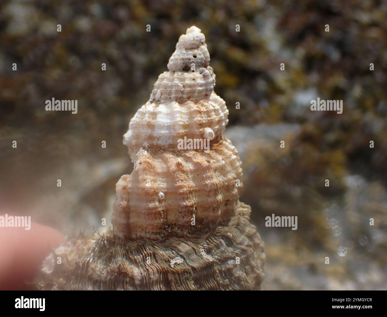 Oregon Hairy Triton Snail (Fusitriton oregonensis Stock Photo - Alamy