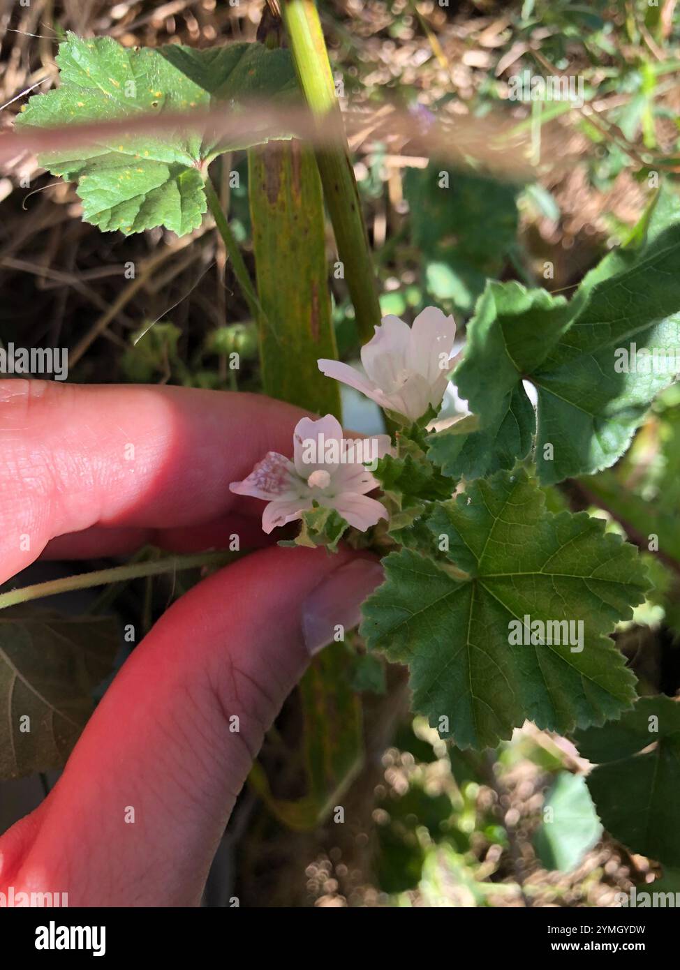 dwarf mallow (Malva neglecta Stock Photo - Alamy