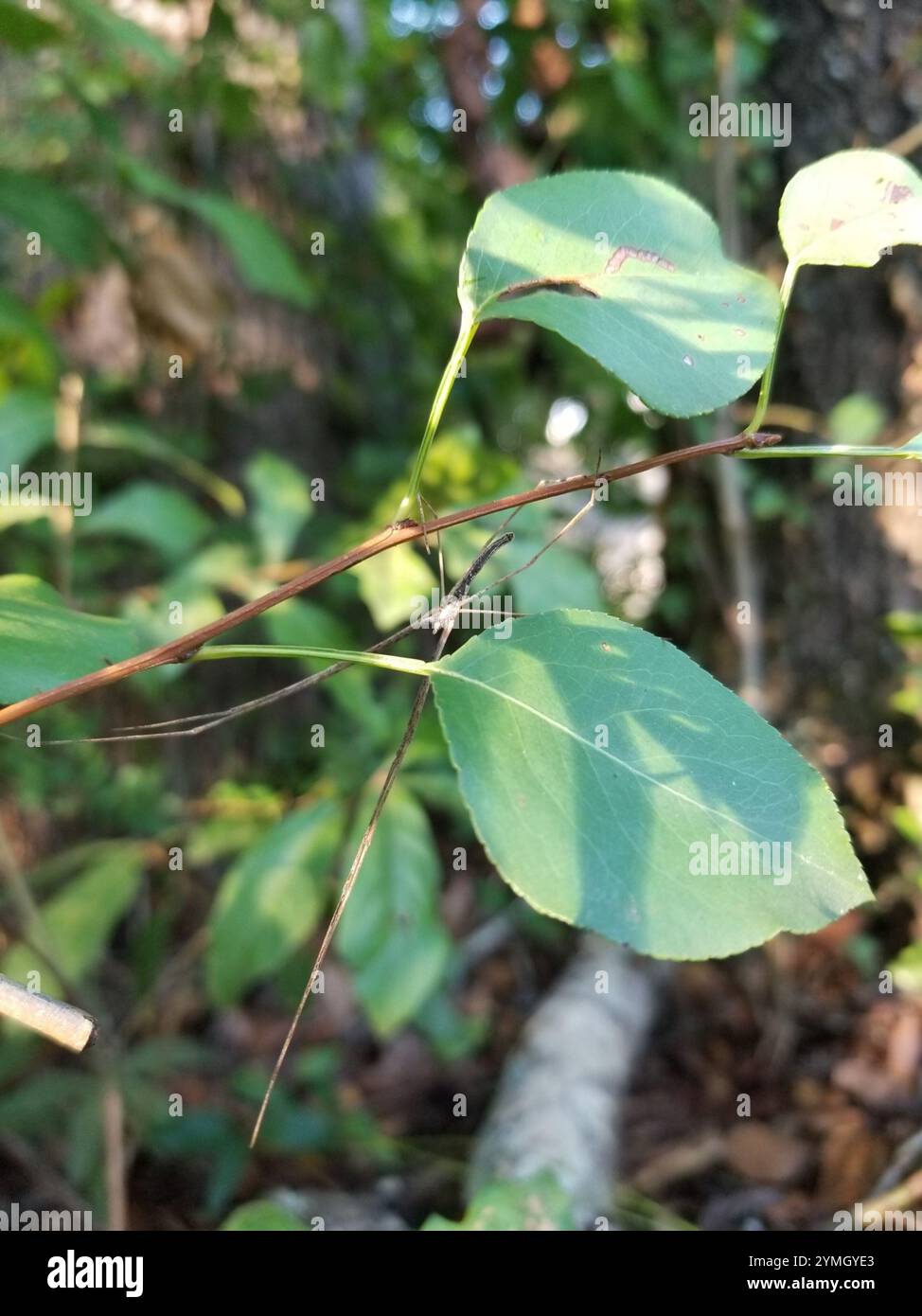 Ogre-faced Spider (Deinopis spinosa Stock Photo - Alamy
