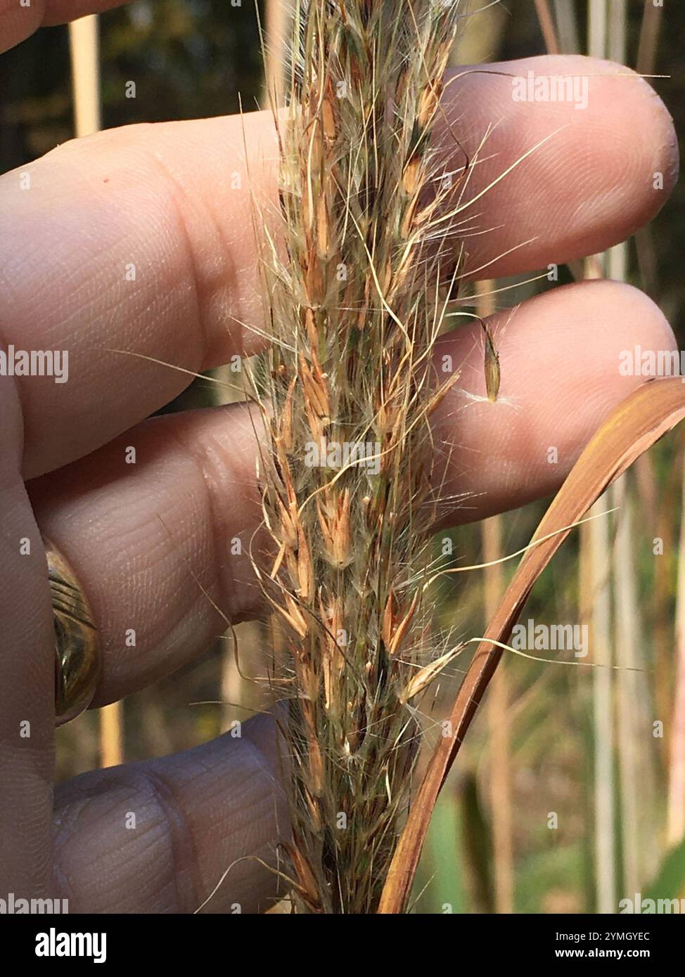 sugarcane plumegrass (Erianthus giganteus Stock Photo - Alamy