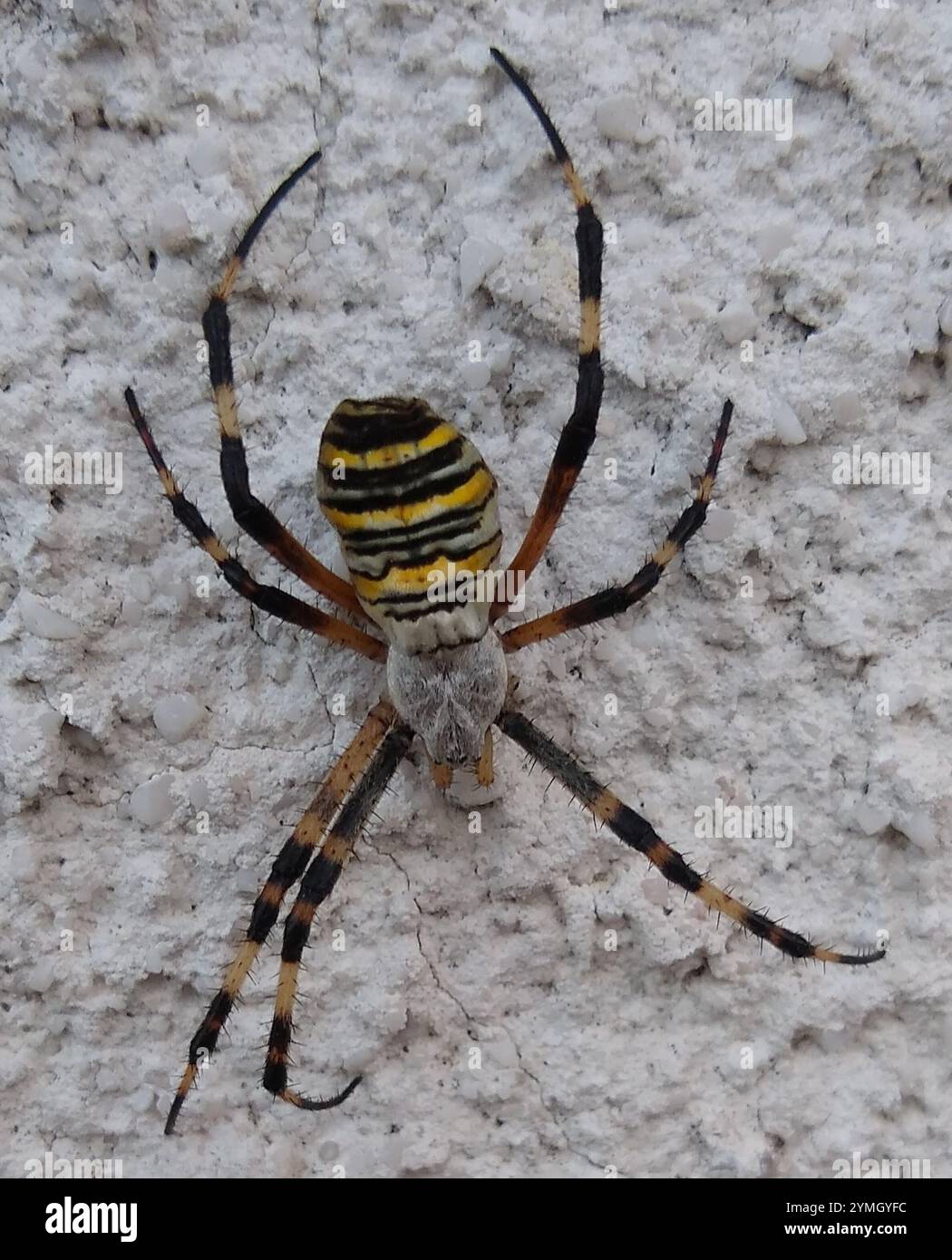 Wasp Spider (Argiope bruennichi Stock Photo - Alamy