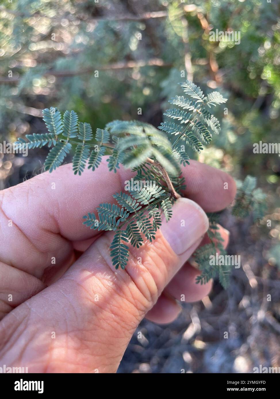 catclaw mimosa (Mimosa aculeaticarpa Stock Photo - Alamy