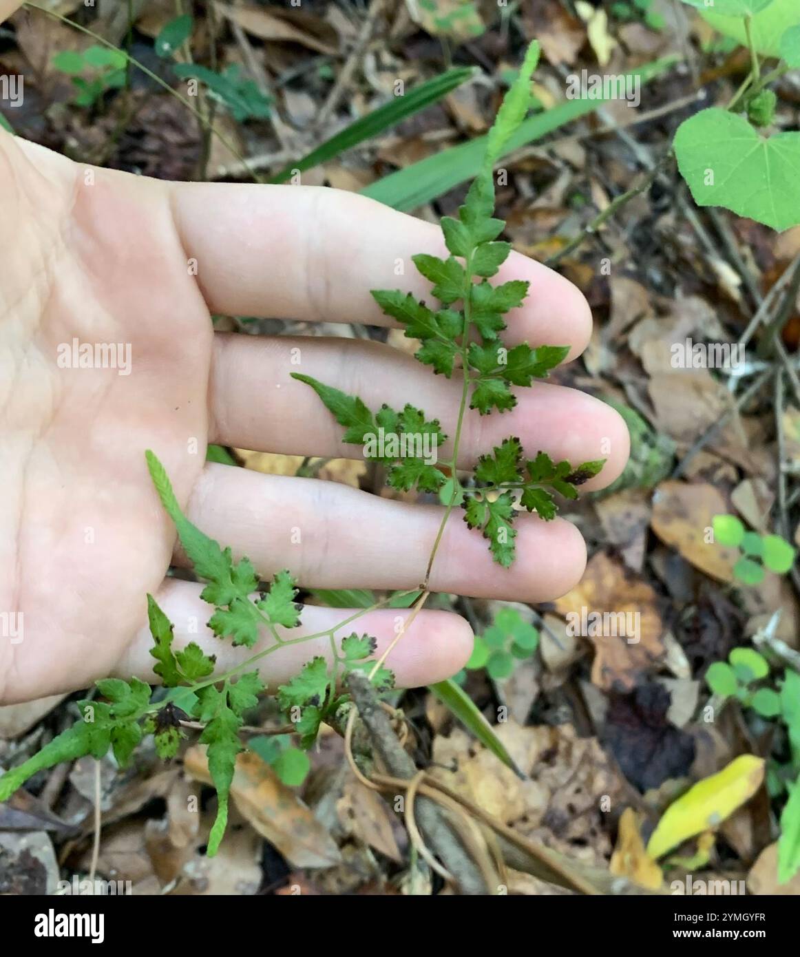 Japanese climbing fern (Lygodium japonicum Stock Photo - Alamy