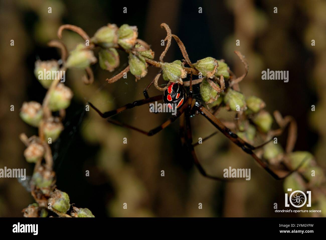Southern Black Widow (Latrodectus mactans Stock Photo - Alamy