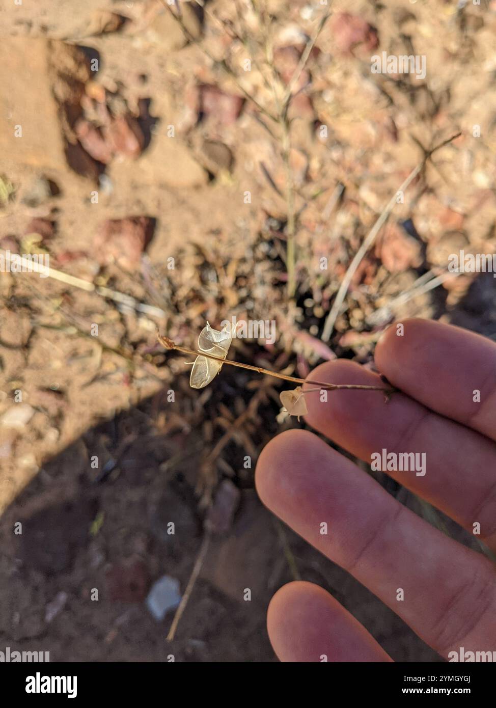 rough menodora (Menodora scabra Stock Photo - Alamy