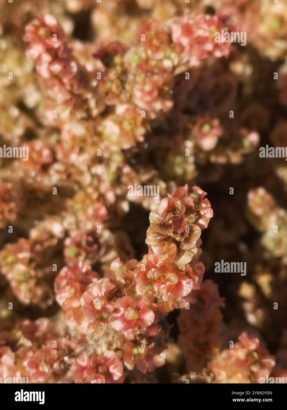 Mediterranean saltwort (Caroxylon vermiculatum Stock Photo - Alamy