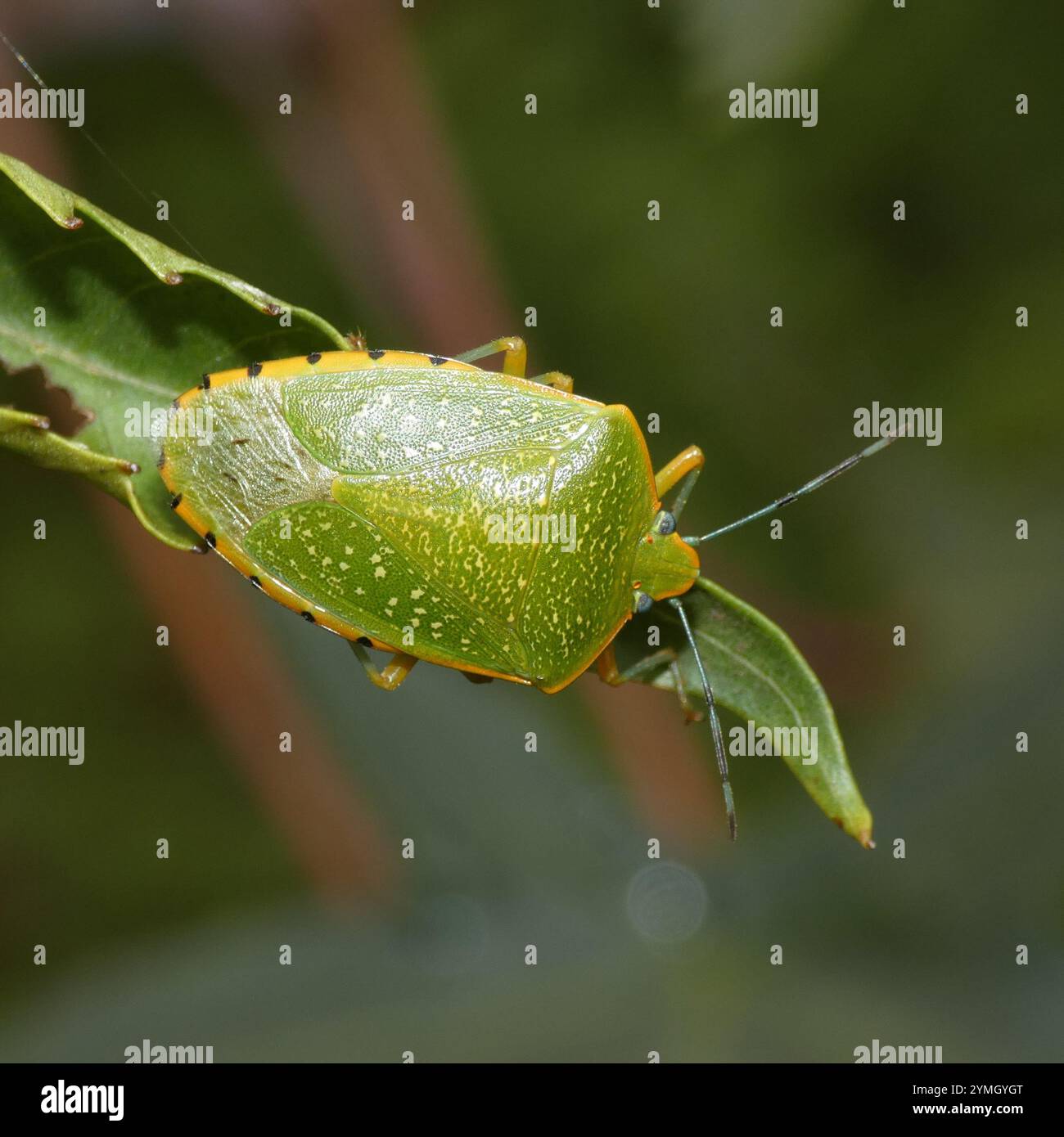 Yellow-edged Stink Bug (Chinavia pallidoconspersa Stock Photo - Alamy
