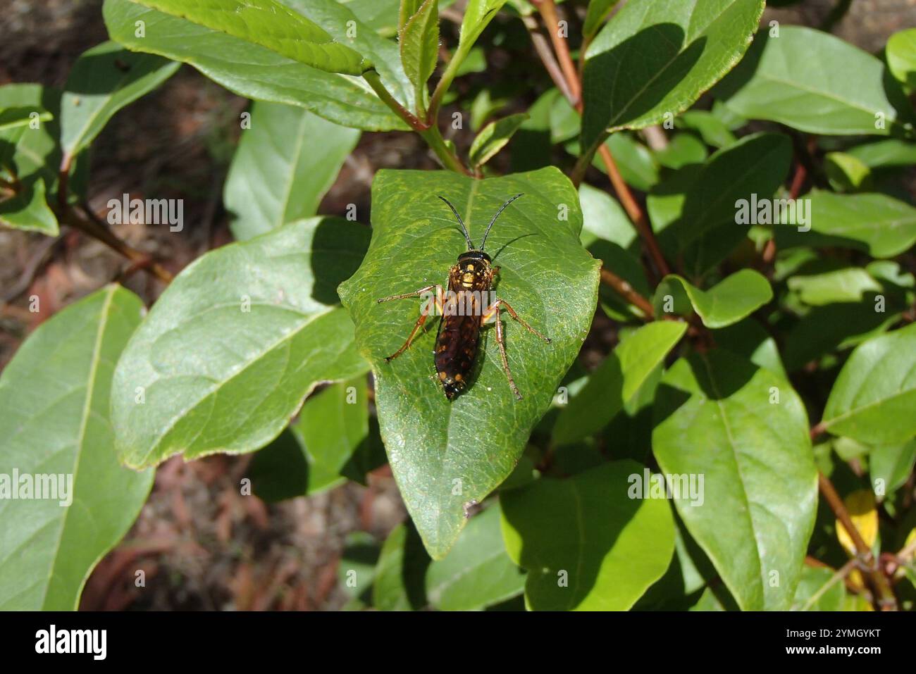 Ants, Bees, Wasps, and Sawflies (Hymenoptera Stock Photo - Alamy