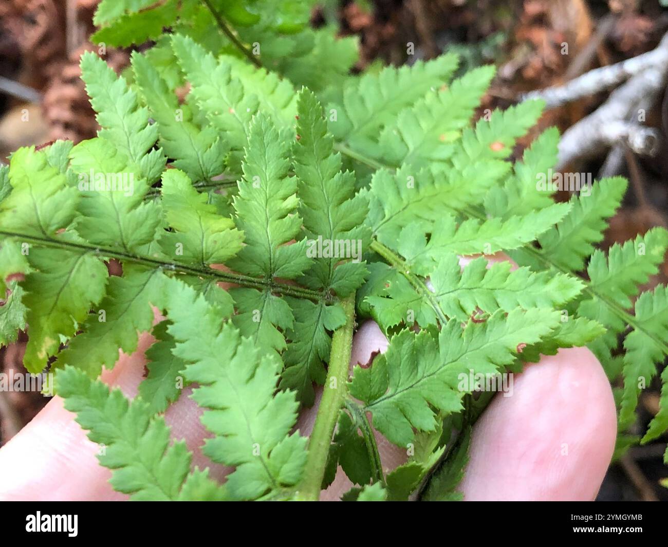 coastal woodfern (Dryopteris arguta Stock Photo - Alamy