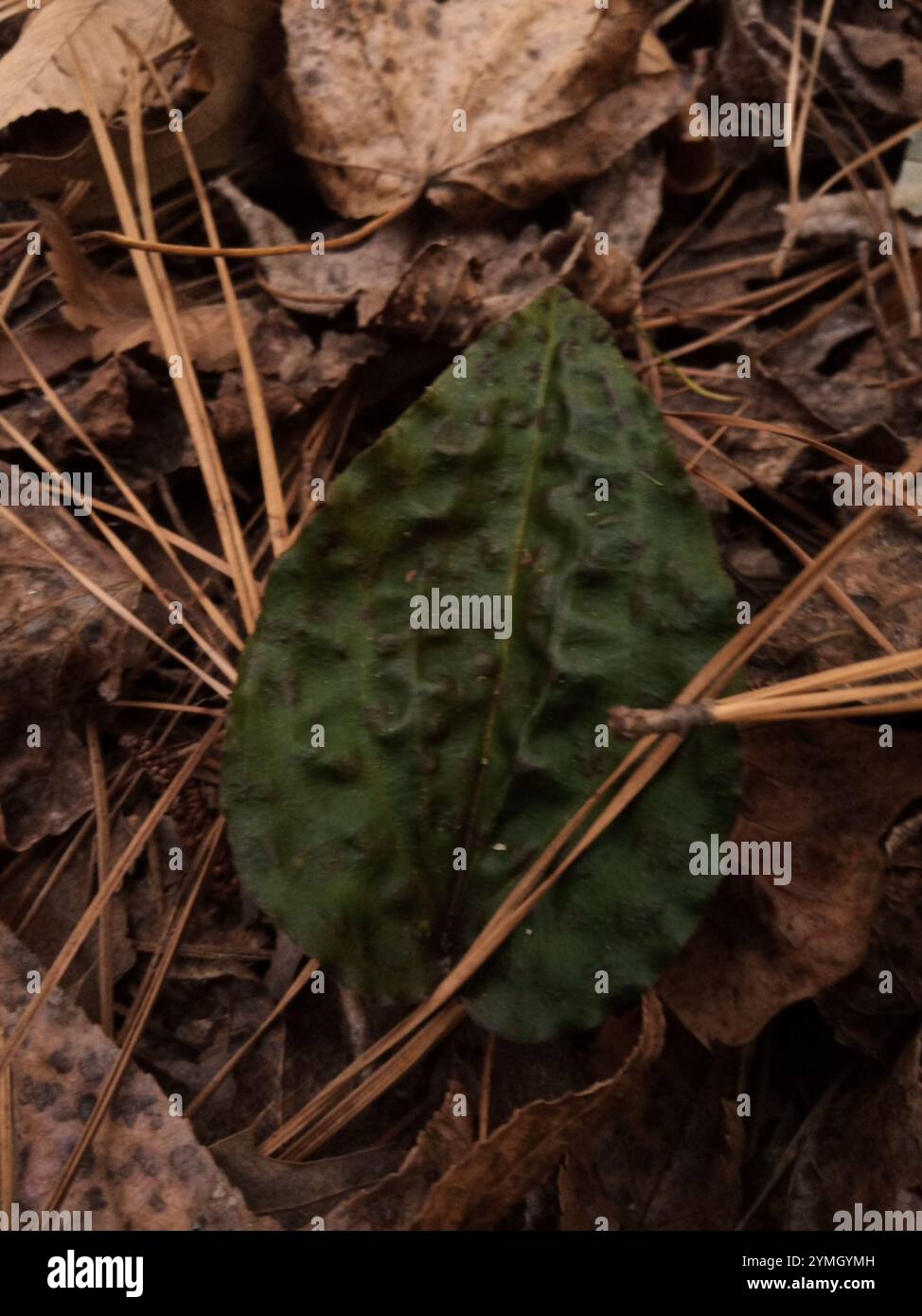 crane-fly orchid (Tipularia discolor Stock Photo - Alamy