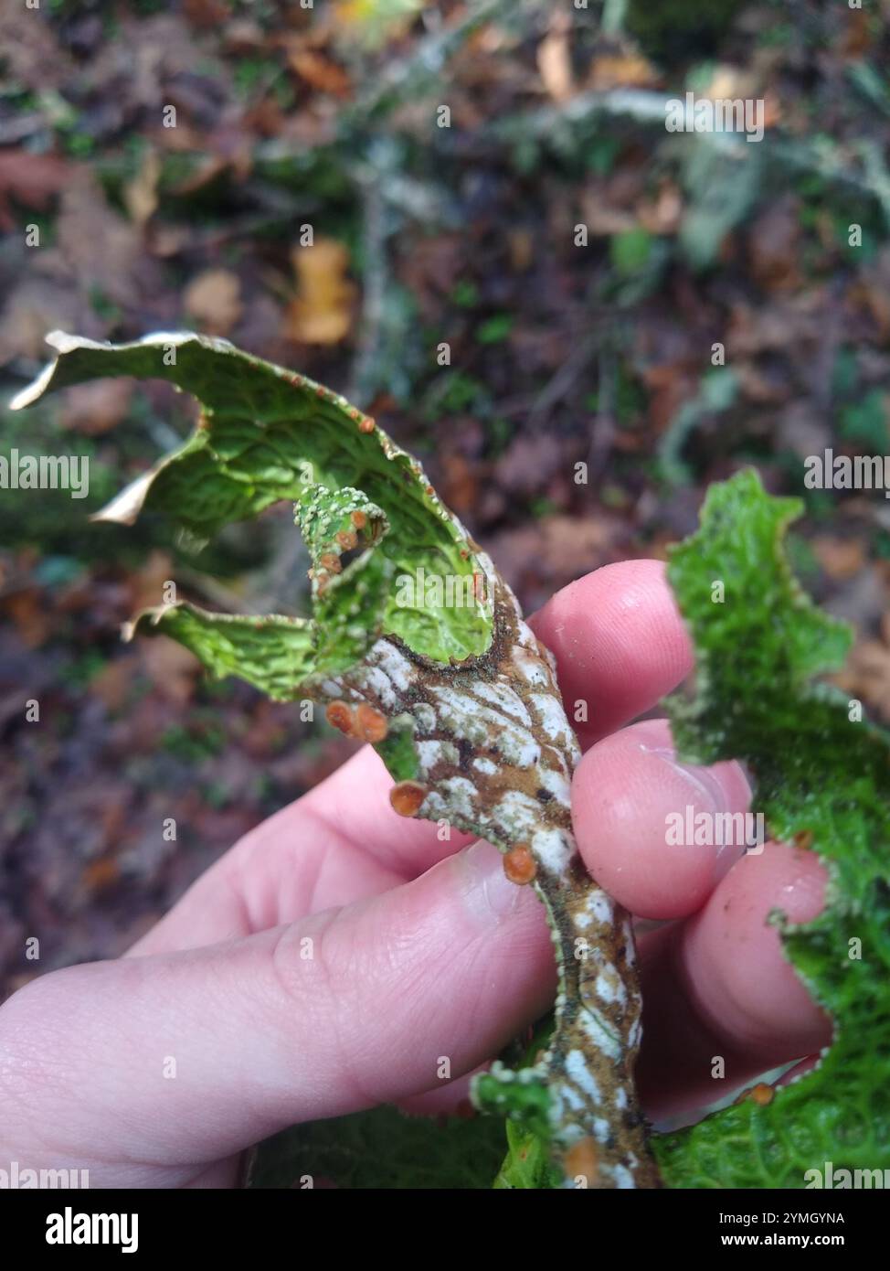 Tree Lungwort (Lobaria pulmonaria Stock Photo - Alamy