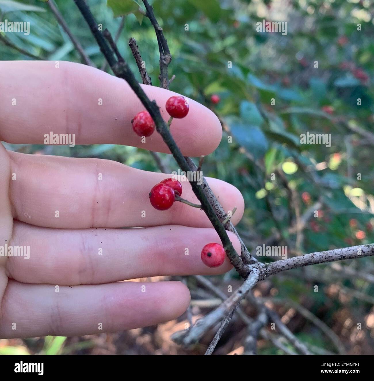dahoon holly (Ilex cassine Stock Photo - Alamy