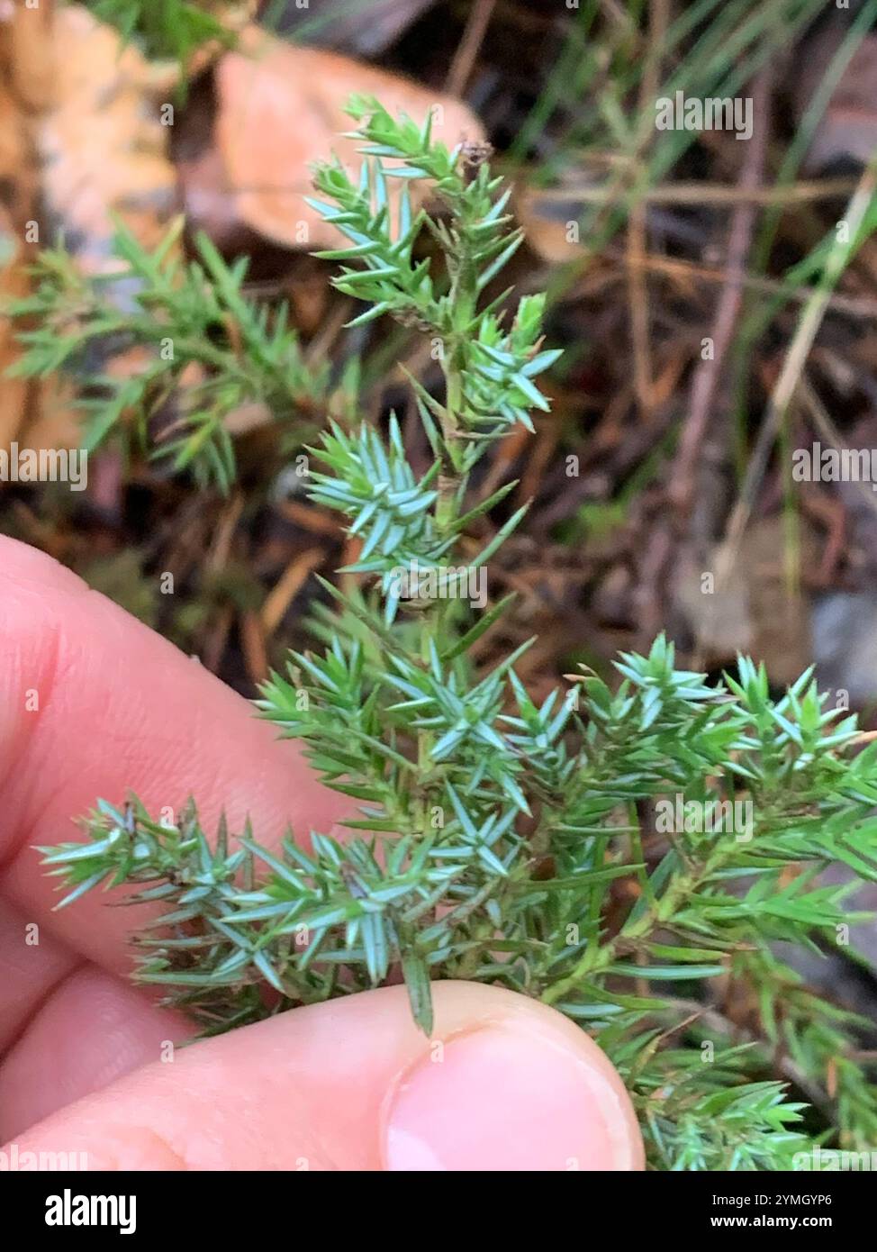 Seaside Juniper (Juniperus maritima Stock Photo - Alamy