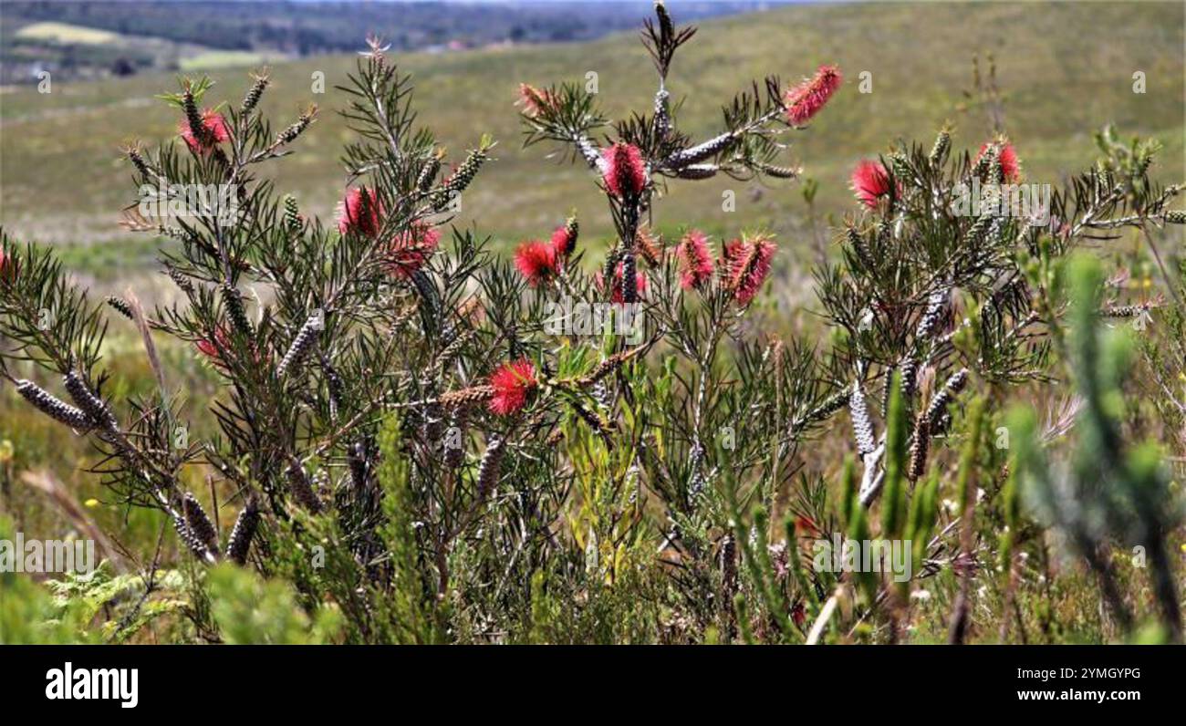 Narrow-leaved Bottlebrush (Melaleuca linearis Stock Photo - Alamy