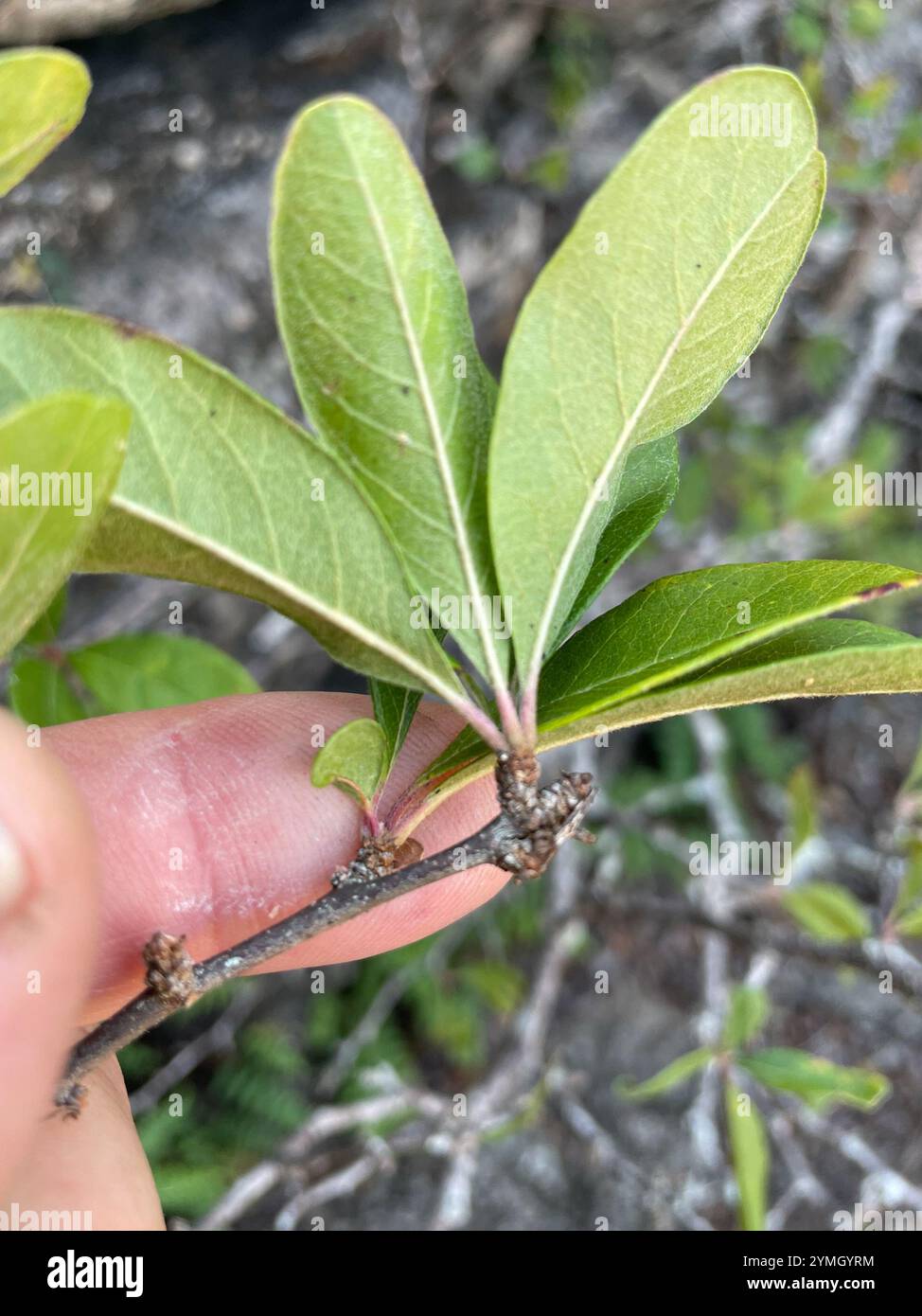 Gum bumelia (Sideroxylon lanuginosum Stock Photo - Alamy
