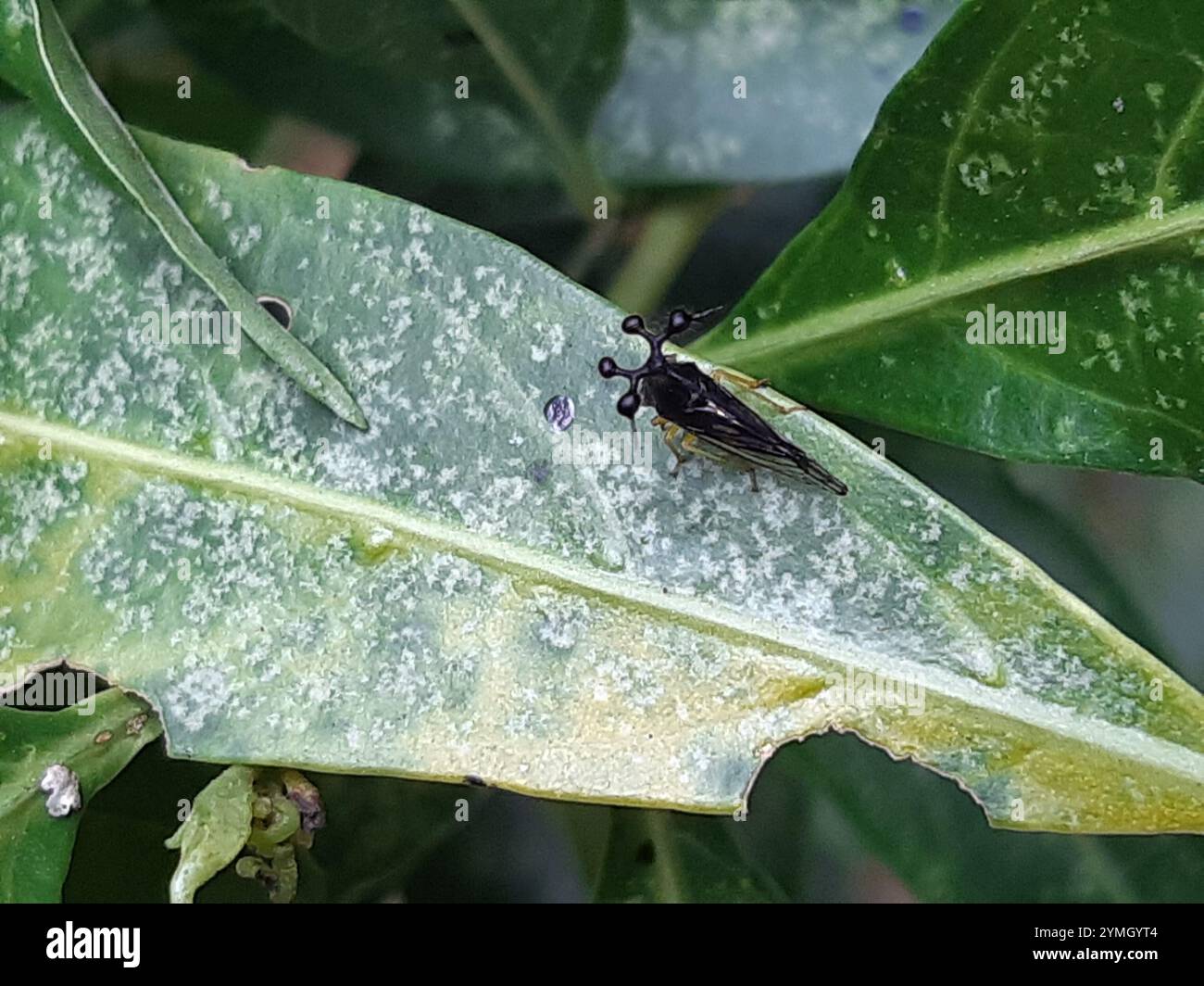 Bocydium globulare hi-res stock photography and images - Alamy