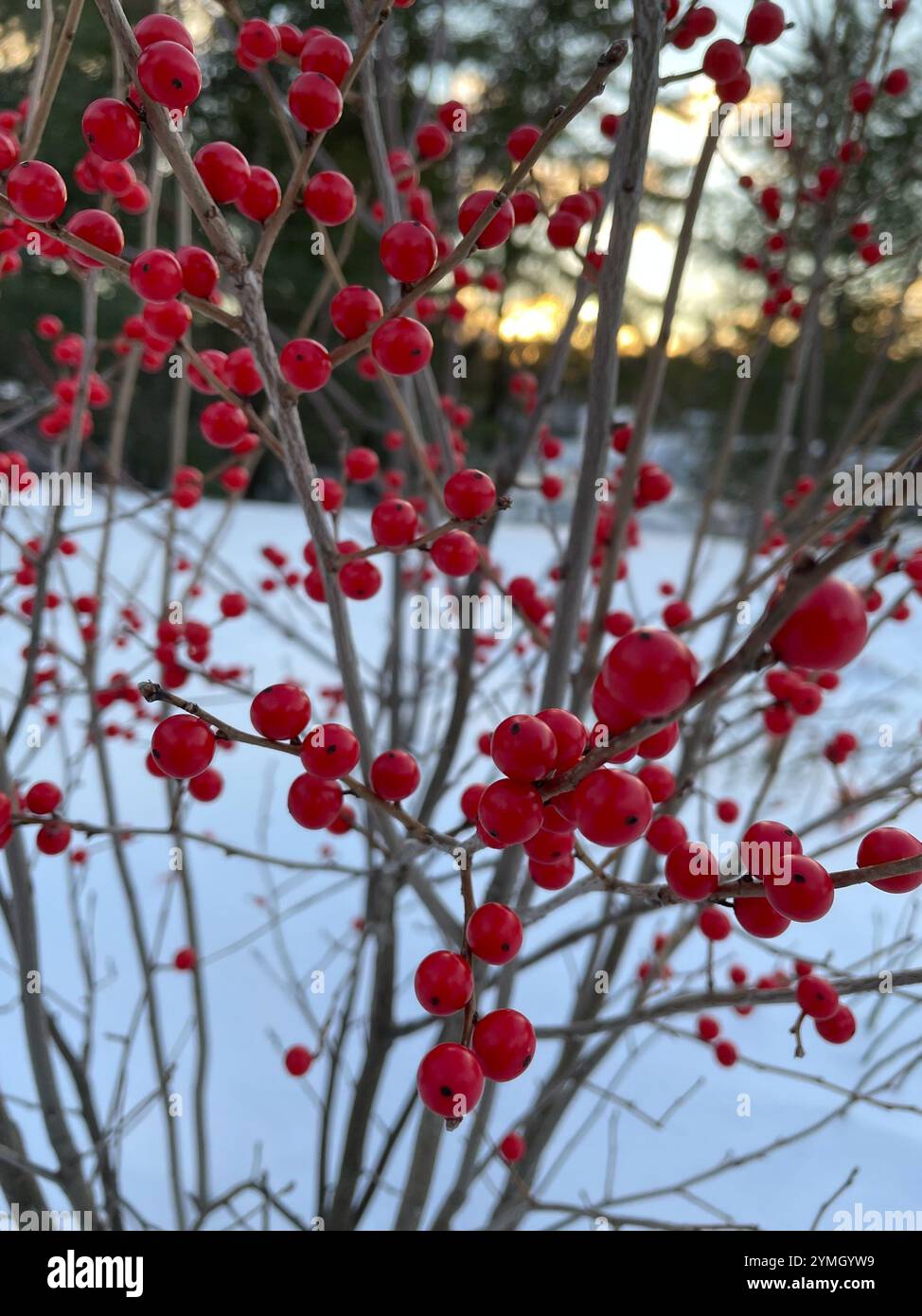 winterberry holly (Ilex verticillata Stock Photo - Alamy