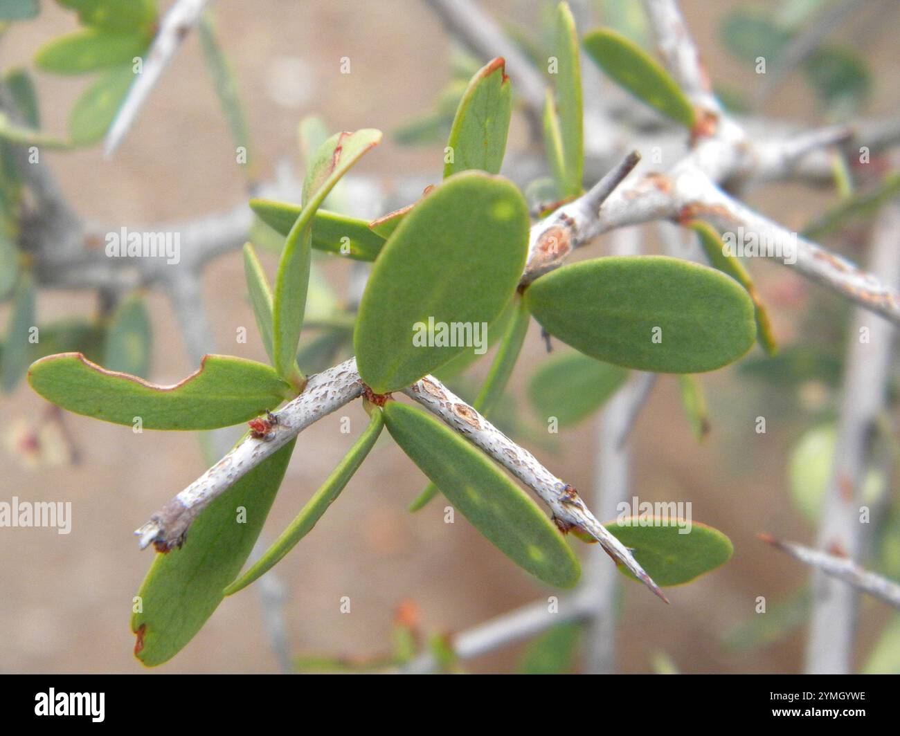 Splint Spike-Thorn (Gloveria integrifolia Stock Photo - Alamy